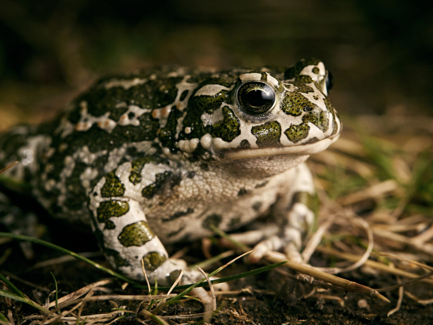 De To Liv: Padderne | Naturfotograf Anders Raagaard
